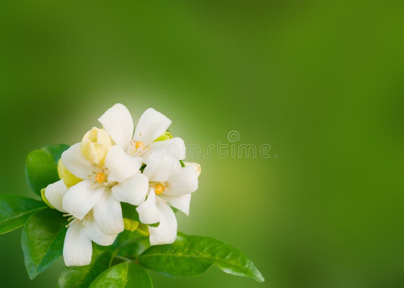 White Murraya Paniculata Flower Stock Image - Image of mock, beautiful ...