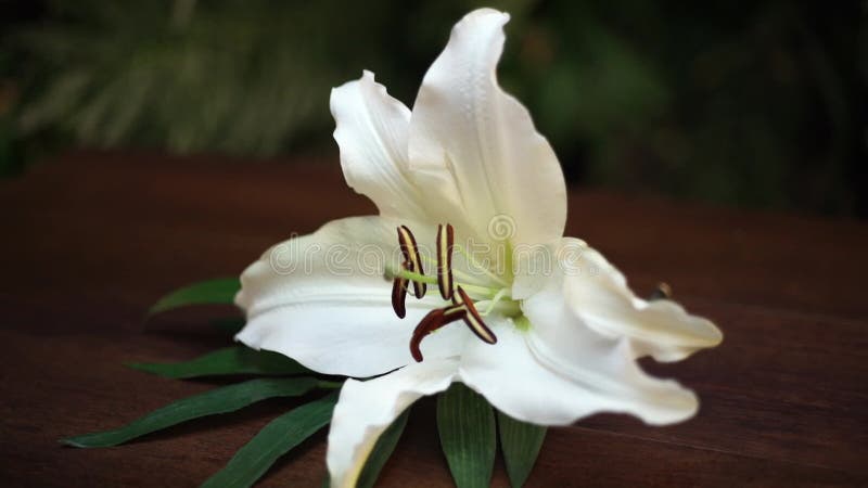 White Flower with Green Leaves Moving in Fresh Air during Spring Season ...