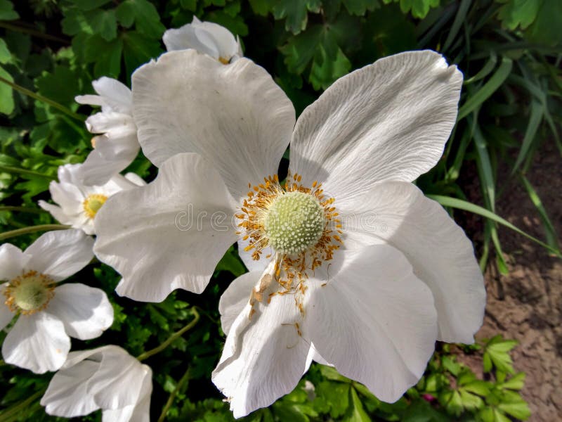 White flower stock photo. Image of petal, blossom, seasonal - 92098994