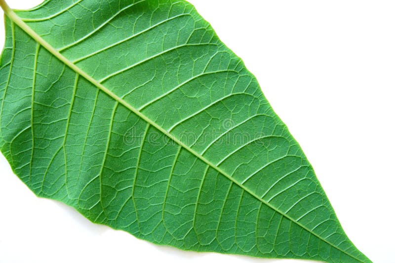 White Touch Me Not Flower Picture. Image: 115774012