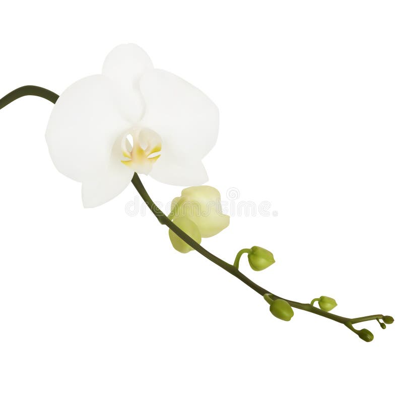 White flower of Orchid. stock illustration. Illustration of holiday ...