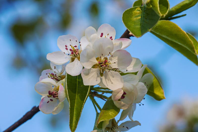 White flower Pear stock photo. Image of culture, color - 85395618