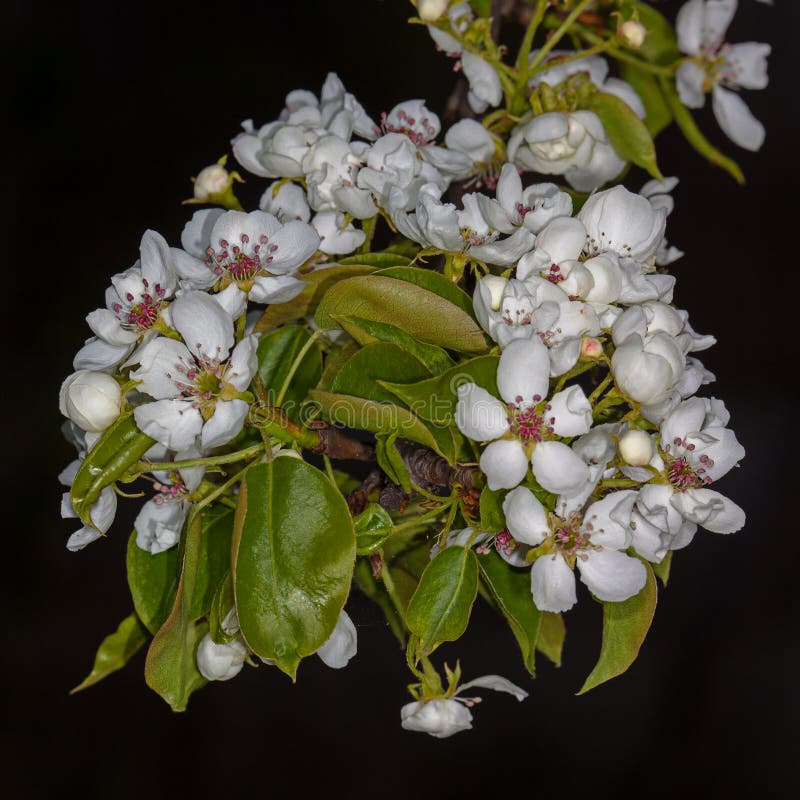 White flower Pear stock photo. Image of pear, summer - 92795318