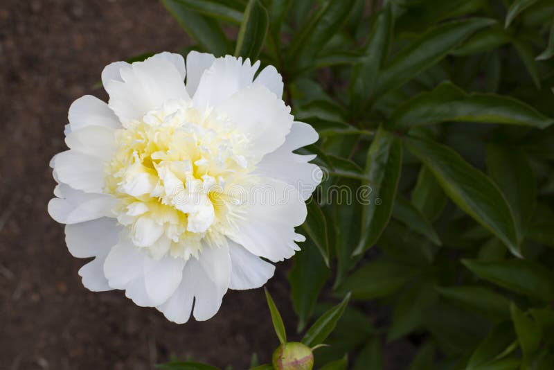 White Flower Peony Blossom Close-up. Open Peony Flower Stock Photo ...
