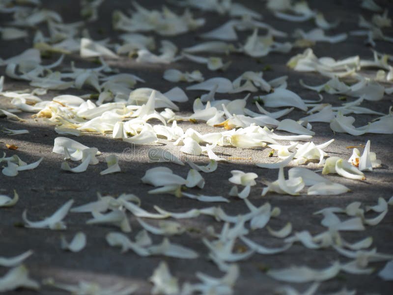 White Flower Petals Fall on the Pavement. Stock Photo - Image of ...