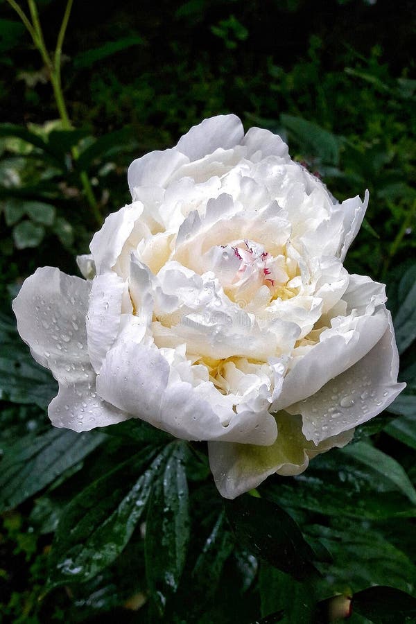 White Flower Pion Peony Drops Stock Image - Image of drops, white ...