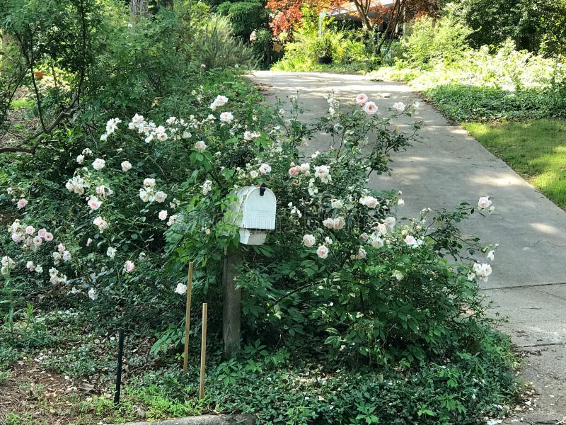 White Flower Plant Along the Pathway Stock Image - Image of beauty ...