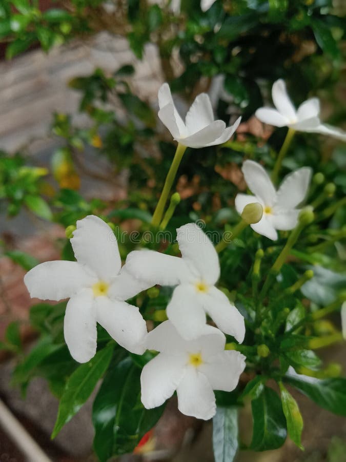 White flower plants local stock photo. Image of meadow - 259218808