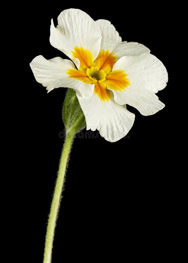 White Flower of Primrose, Isolated on Black Background Stock Photo ...