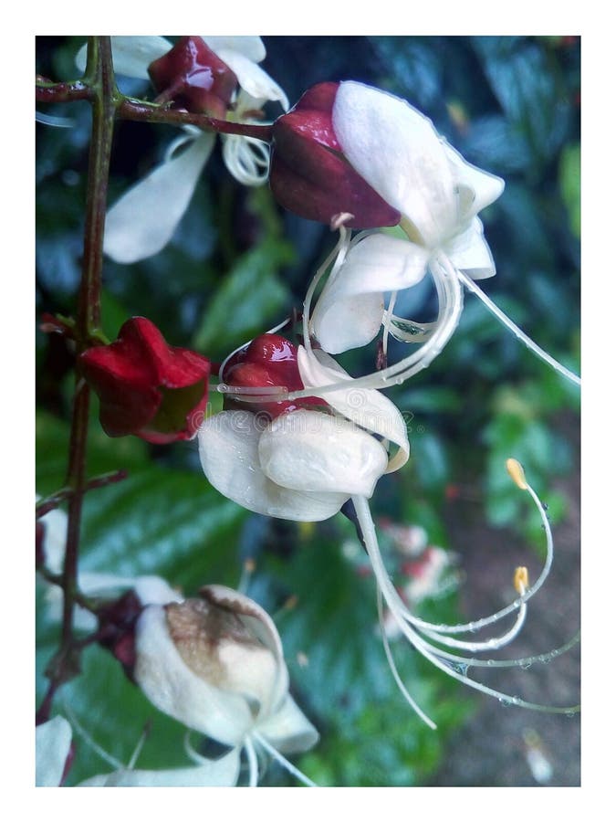 White Flower in Rain Season Stock Photo - Image of rain, flower: 162827460