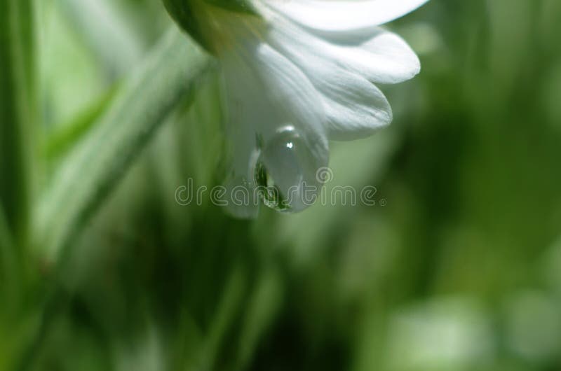 White Flower after the Rain with Water Drops Macro Stock Image - Image ...