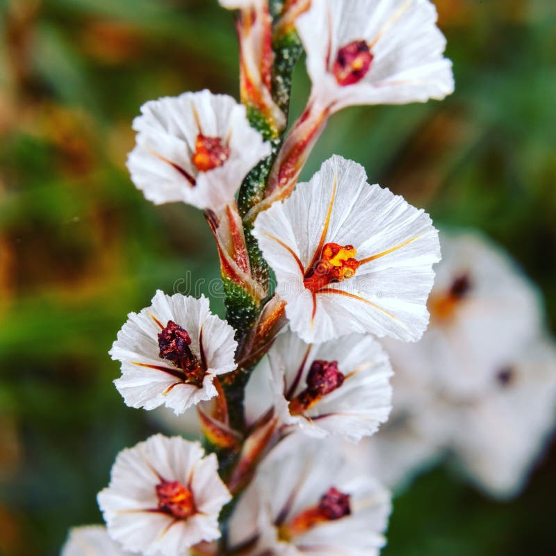 White flower stock image. Image of macro, white, floral - 231123951