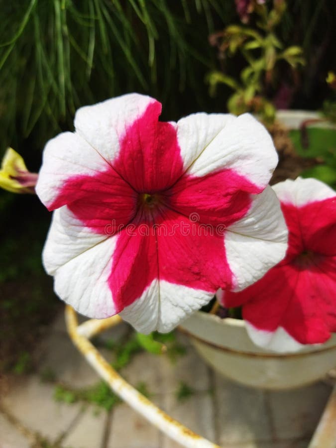 White Flower with Red Color in the Middle Stock Photo - Image of purple ...
