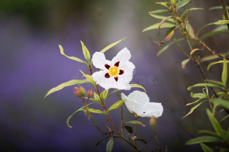White Flower with Red and Yellow Center on a Soft Background Stock ...