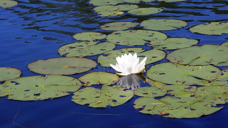 White Flower with Reflection Surrounded by Lily Pads Stock Image ...