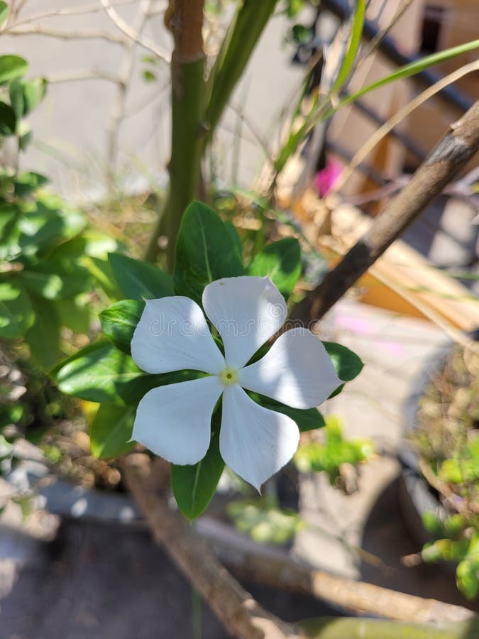 White Flower Resting in the Shadow Stock Photo - Image of flower ...