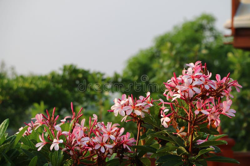White Flower with rim Pink stock photo. Image of pink - 53497968