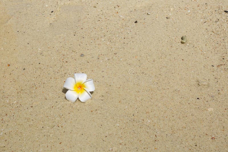 Flower on the sand stock image. Image of family, flowr - 95375689