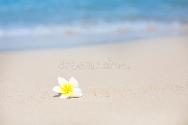 White Flower on the White Sandy Beach and Sea with Blue Sky Background ...
