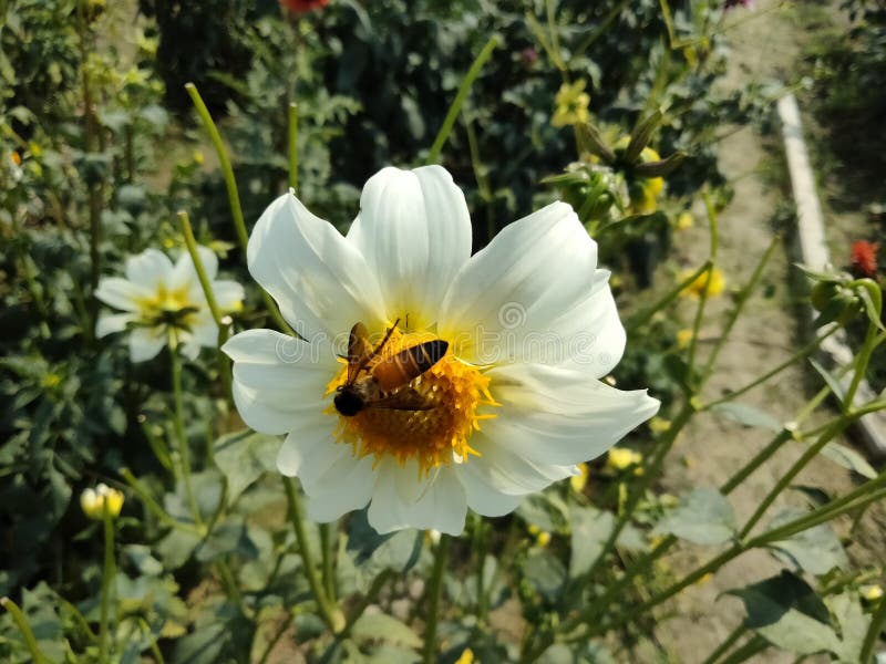 White Flower stock image. Image of invertebrate, white - 242873471