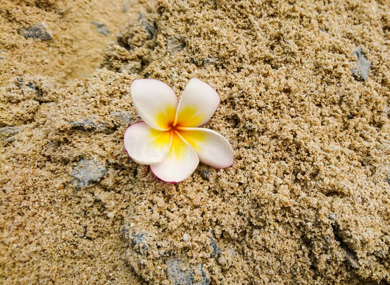 White flower on sea sand stock image. Image of natural - 113726817