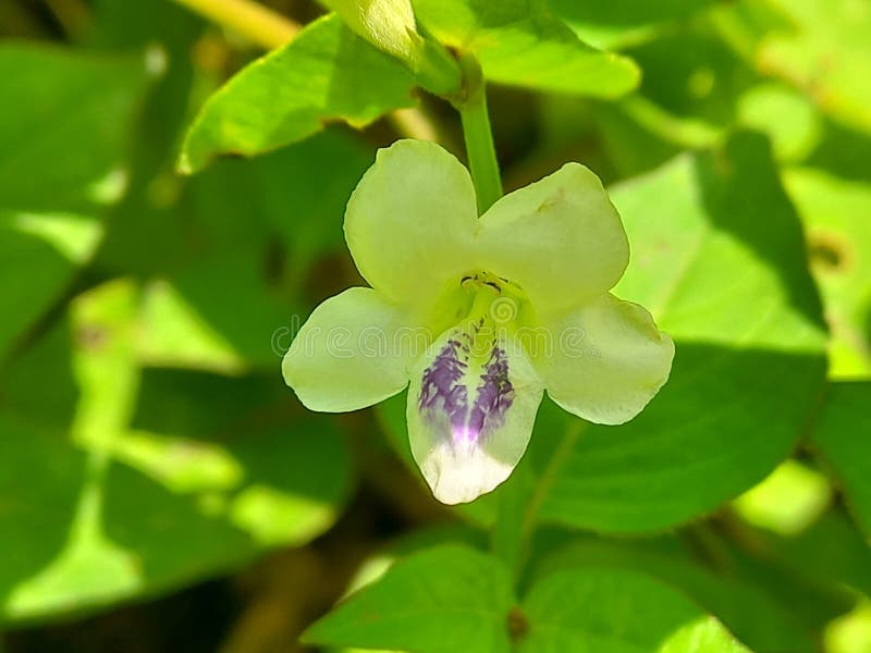 The White Flower in Secret Garden Stock Image - Image of secret ...