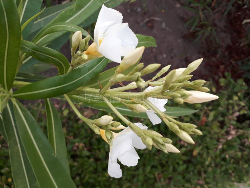 With white flower set bud stock photo. Image of valantine - 124253206