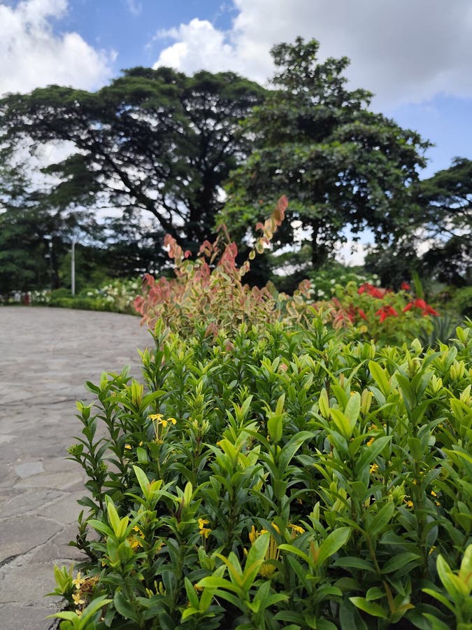 Green Garden in Public Park with Blue Sky Stock Image - Image of garden ...