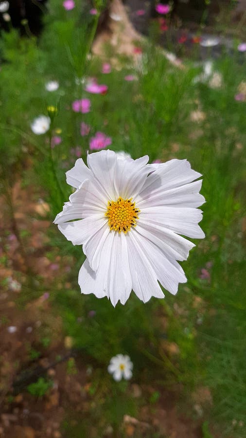 White Flower on Side of River Stock Image - Image of blossom, daisy ...