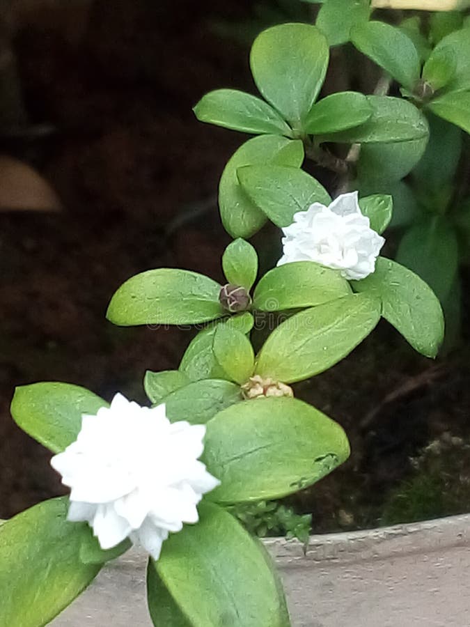 White flower small rose stock photo. Image of flower - 221306624