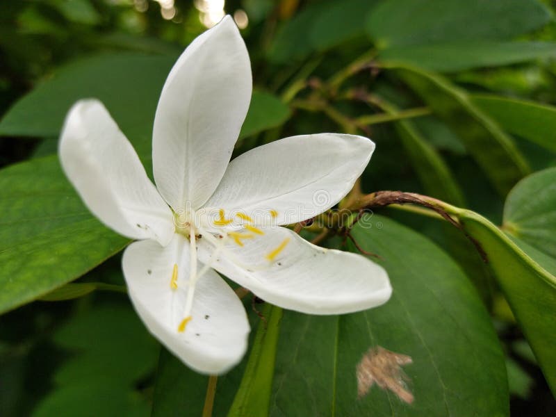 White Flower is Smilling Beautiful Stock Image - Image of plant, leaf ...