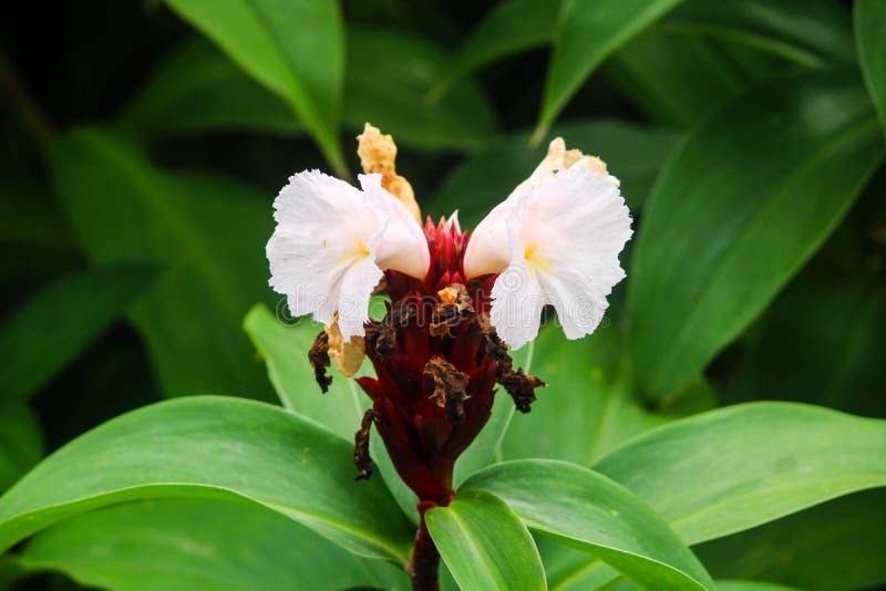 White Flower with Smooth Background.Nature Stock Image - Image of ...