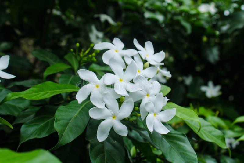 White Flower in the Garden, Green Leaves Stock Image - Image of bouquet ...