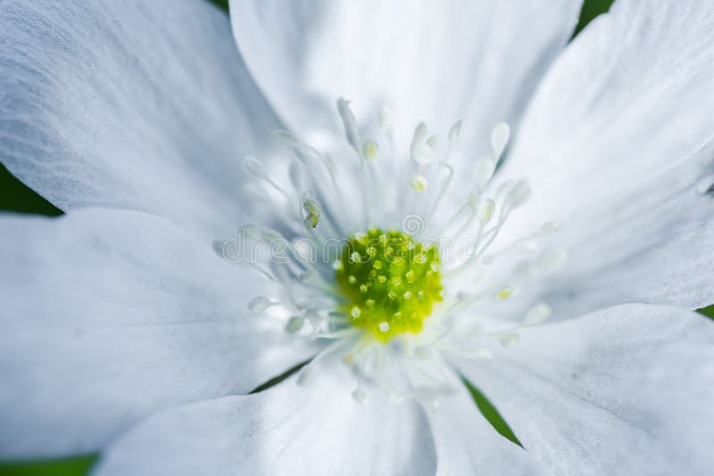 White flower stock image. Image of natural, closeup, beautiful - 96145697