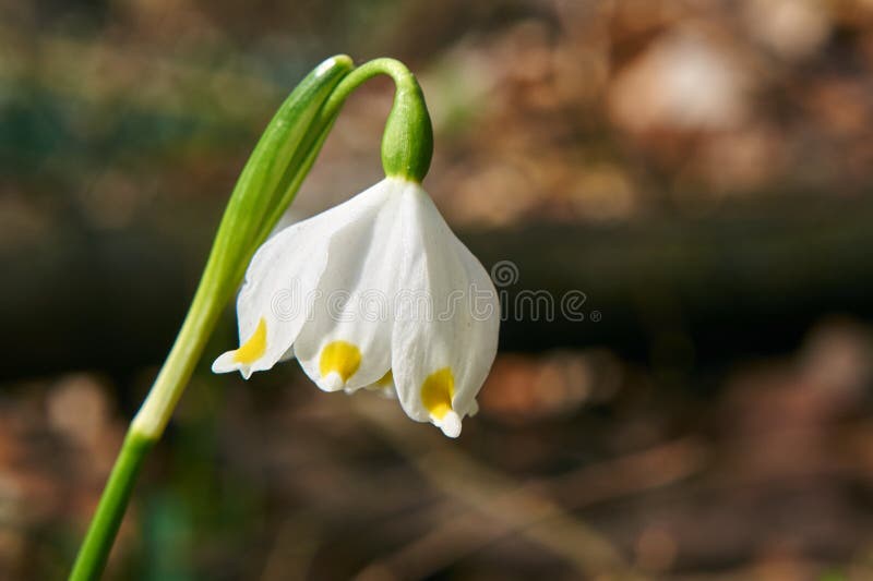 Spring Snowstorm - White Flower Stock Image - Image of forest, poland ...
