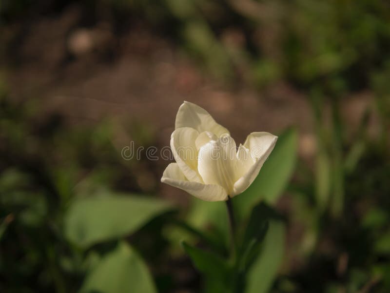 White Flower in the Spring Time Sunny Day Beauty Stock Photo - Image of ...