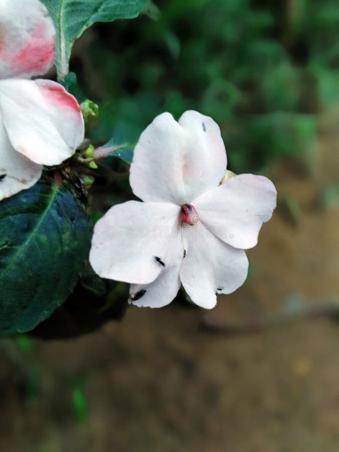Higuru Flower stock image. Image of 3types, forest, cultivationthere ...