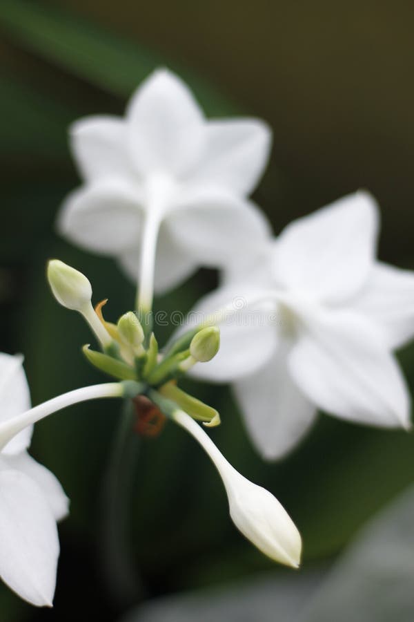 White Flower Stalks Growing Stock Photo - Image of orchid, petal: 245336464