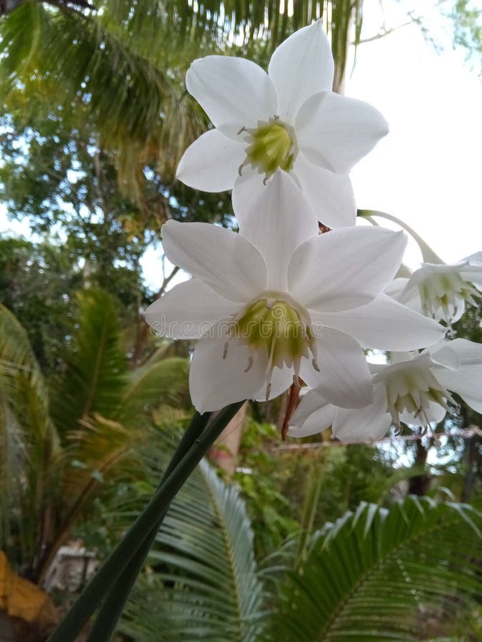 White flower stock photo. Image of alone, yucatan, white - 107829810