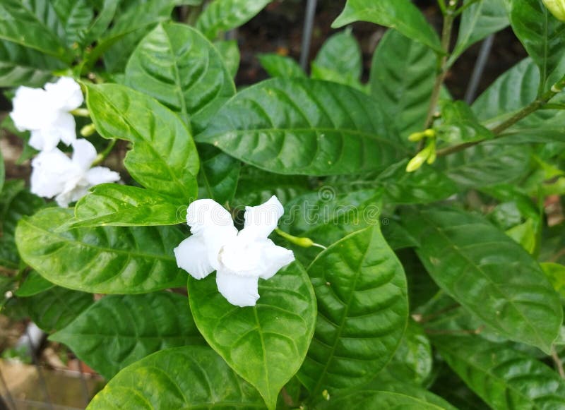 White Flower of Tabernaemontana Divaricata or Crape Jasmine Plant Stock ...