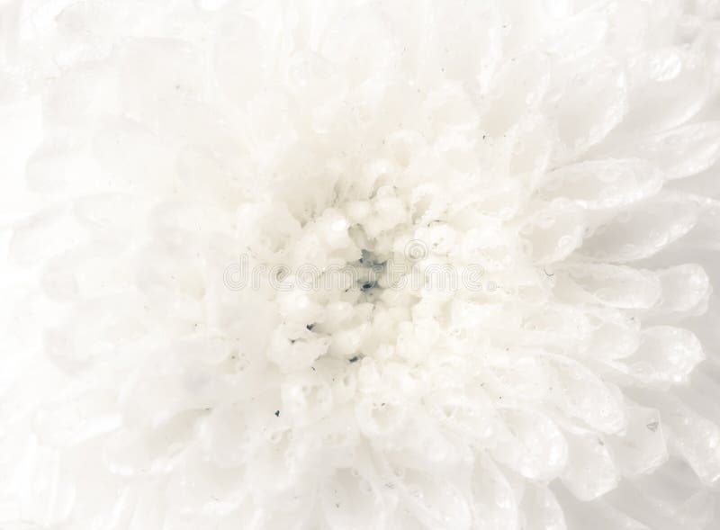 White Flower Texture Background Stock Image - Image of style, texture ...