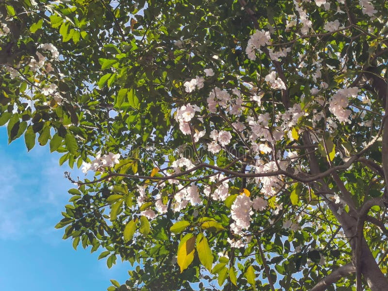 White flower on the tree stock photo. Image of shrub - 264752980