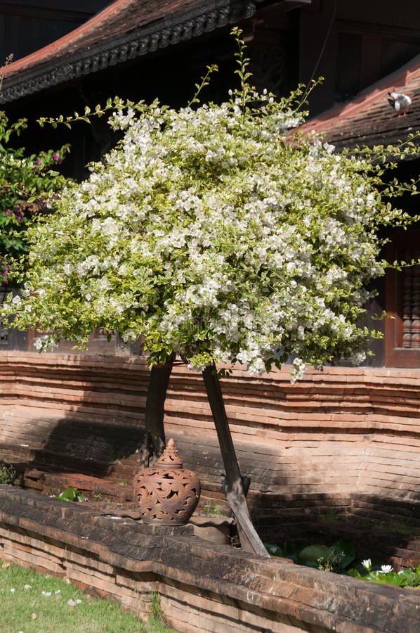 White Flower Tree in the Temple Stock Image - Image of gardening ...