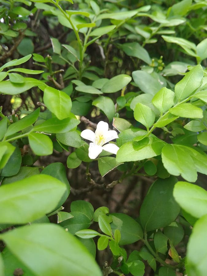 White flower in the tree stock image. Image of grown - 153574207