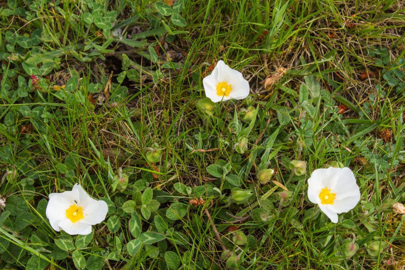 White flower triangle stock photo. Image of afternoon - 178497718