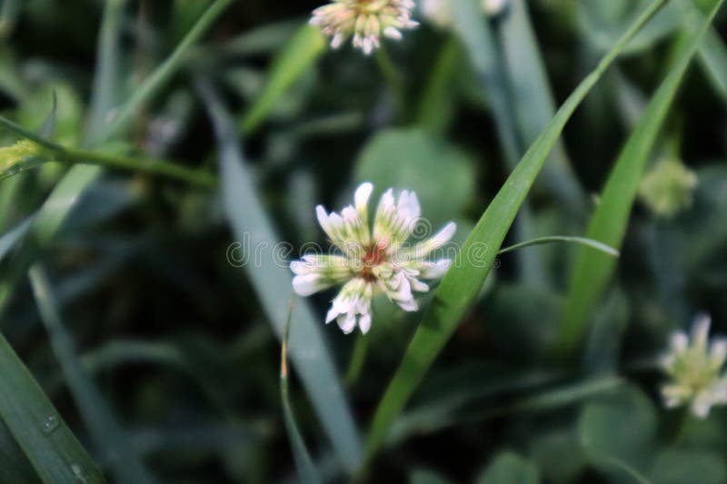 White Flower of Trifolium Repens (white Clover) Stock Image - Image of ...