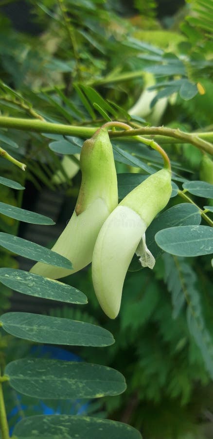 The White Flower of Turi Which One Ingredient of Salad Stock Image ...