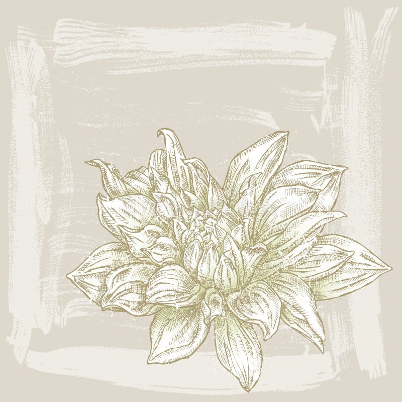 White flower stock vector. Illustration of wild, drawing - 47236228