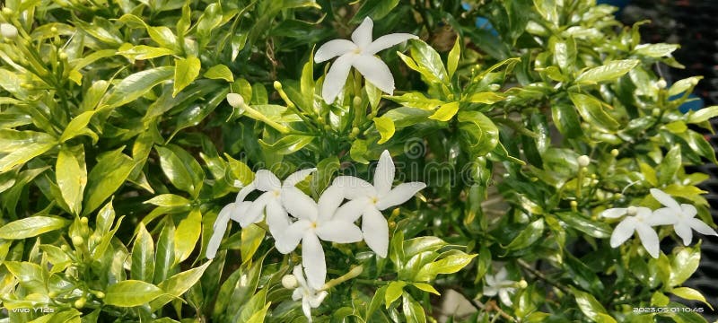 White Flower Weed in the Yard Stock Photo - Image of weed, yard: 277104448