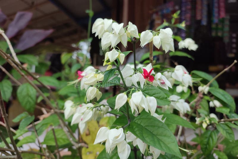 White Flower West Java Indonesia Stock Photo - Image of indonesia ...